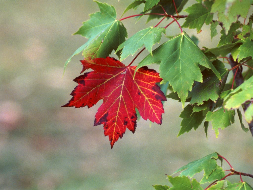Red leaf - MyConfinedSpace