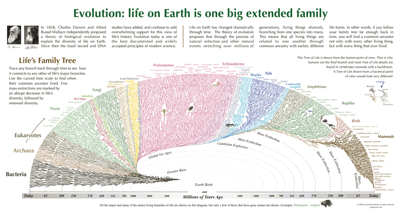 Evolution Poster - MyConfinedSpace