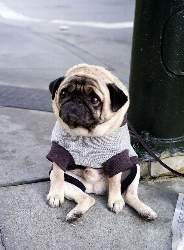 sad doggy - MyConfinedSpace