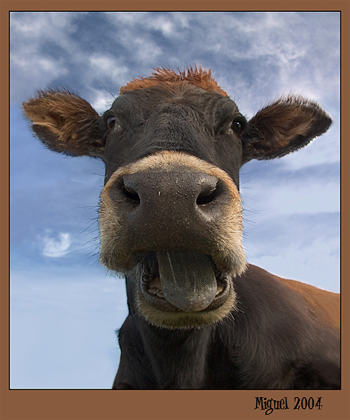 Mad cow - MyConfinedSpace