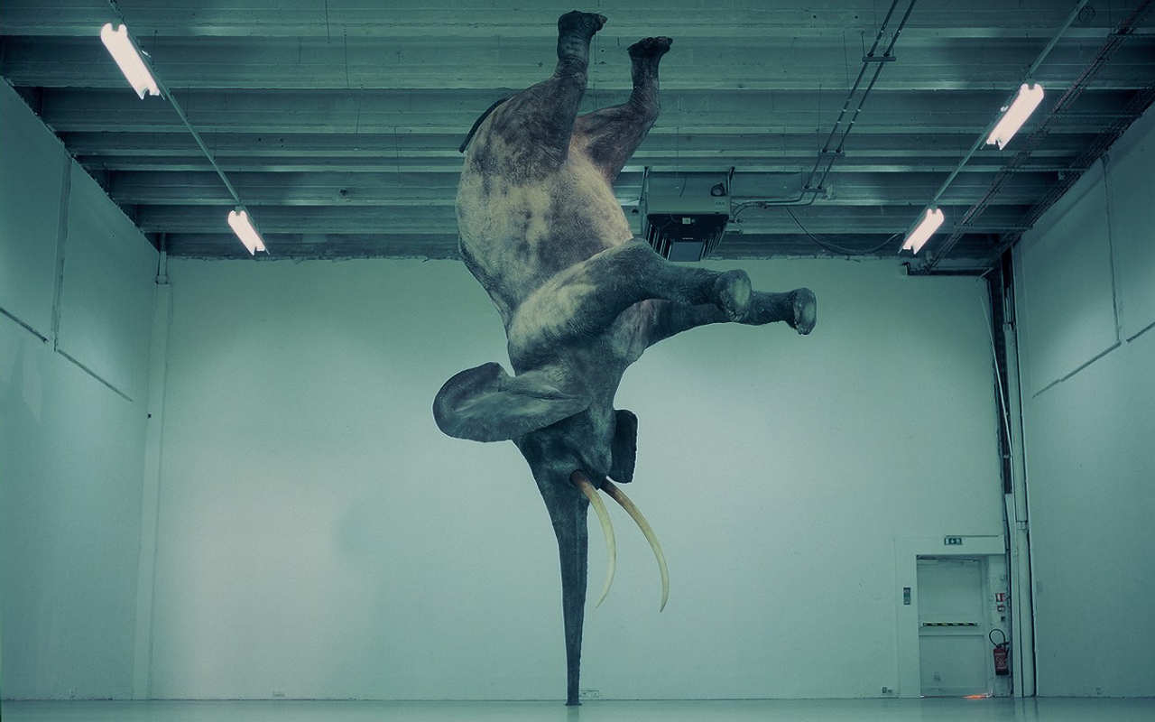 Elephant Balancing Act - MyConfinedSpace