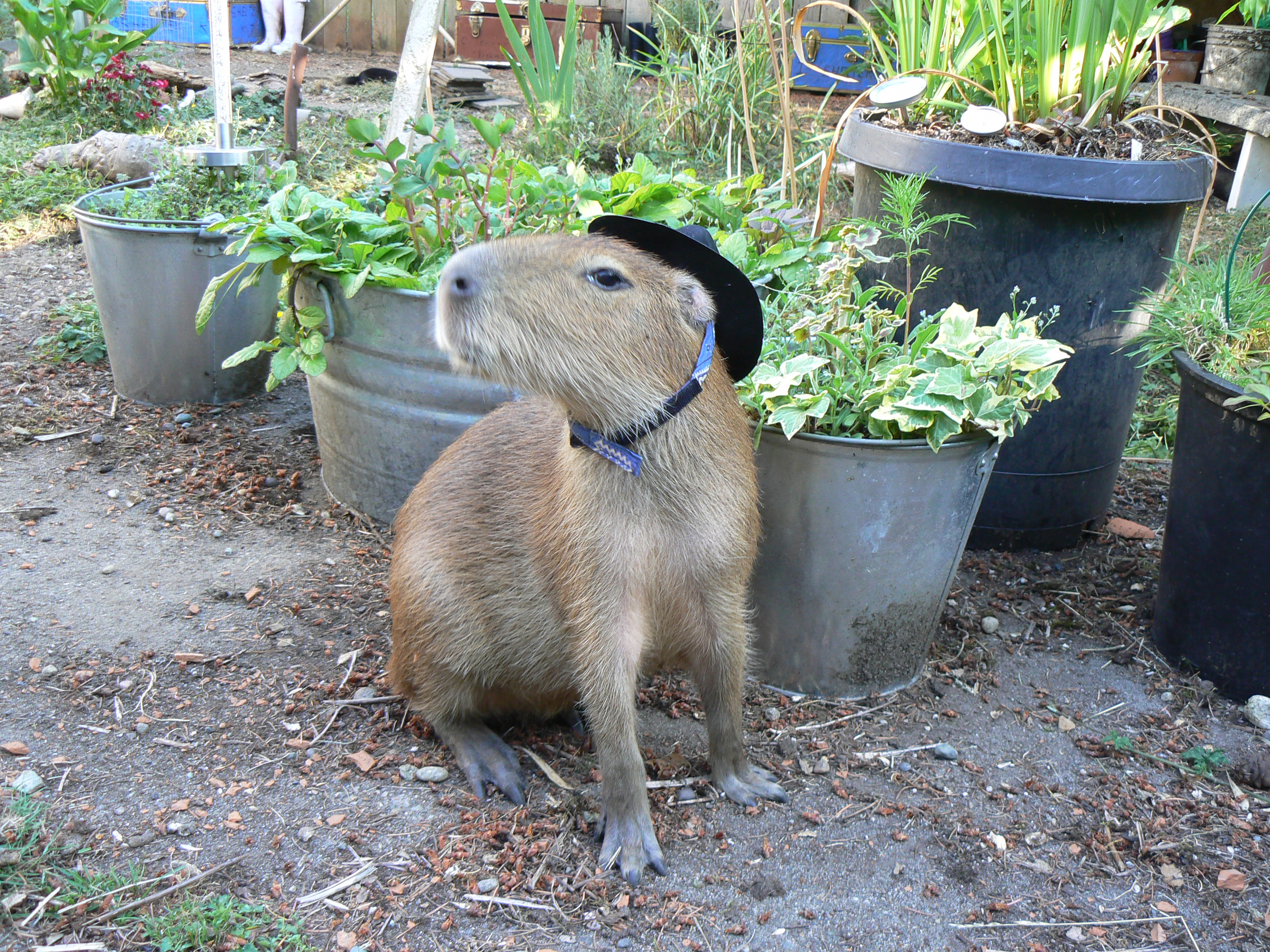 Big guinea pig | MyConfinedSpace