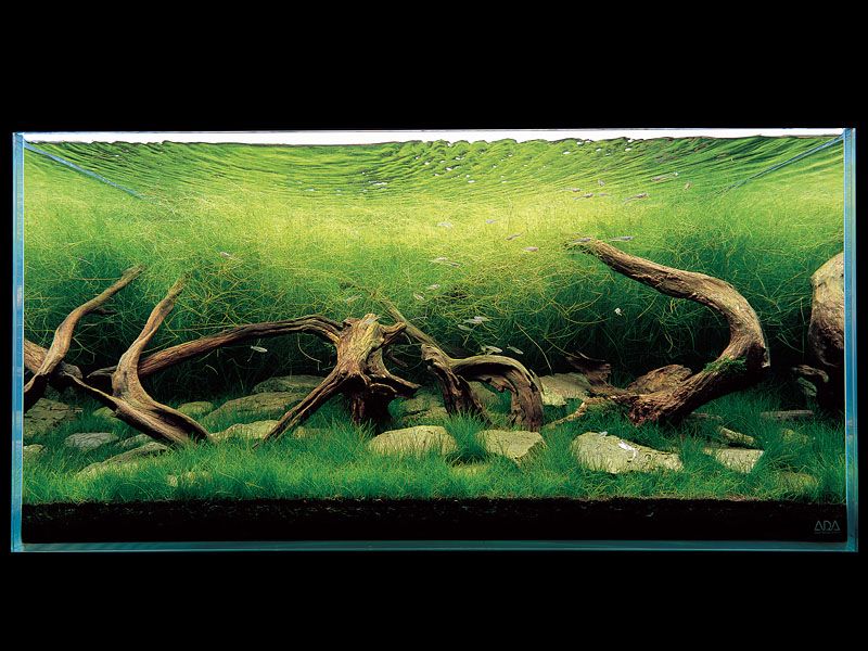 Stunning Nature Aquariums « MyConfinedSpace