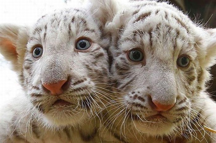Conjoined Tigers - MyConfinedSpace