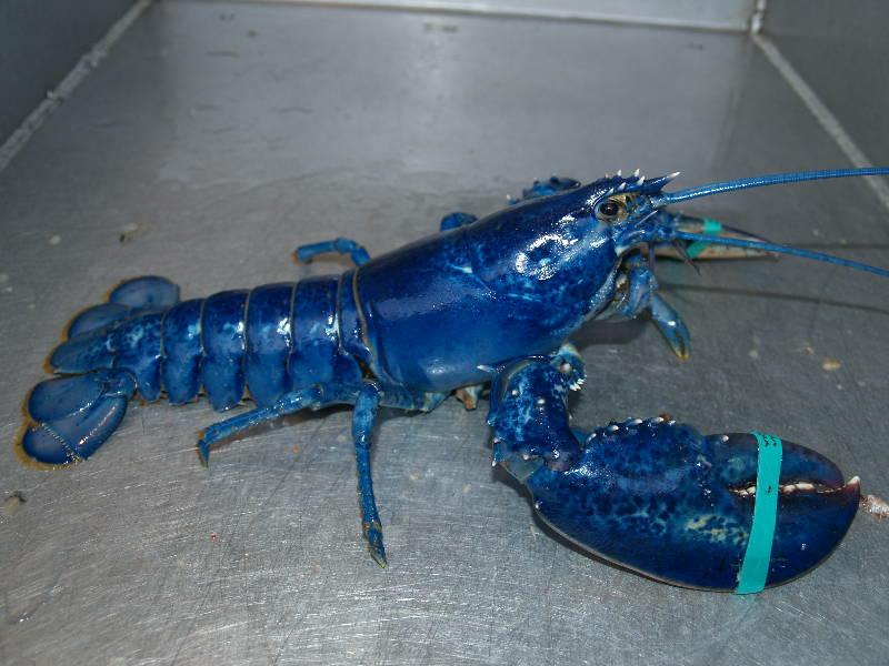 blue lobster - MyConfinedSpace