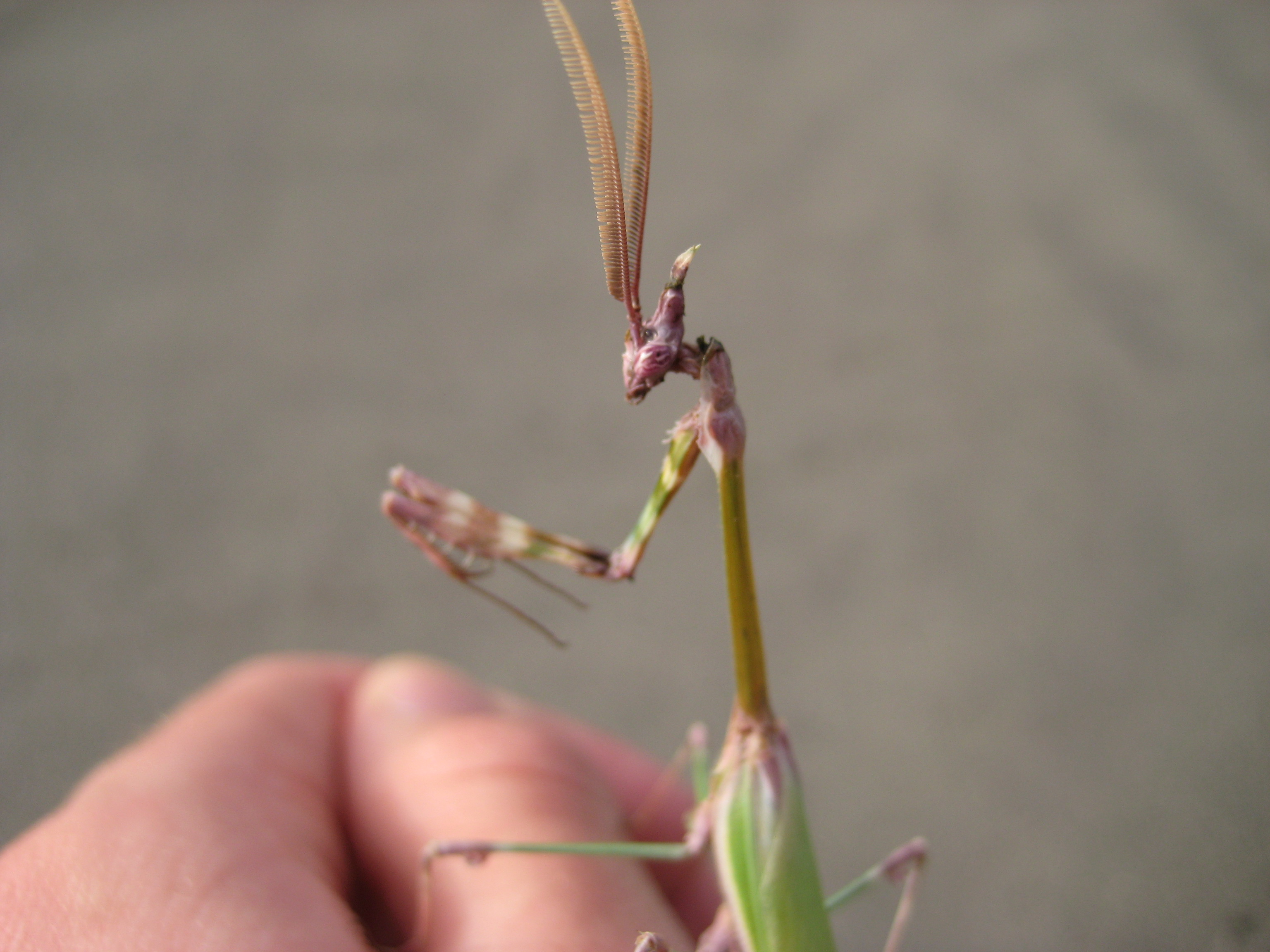 Badass Mantis - MyConfinedSpace