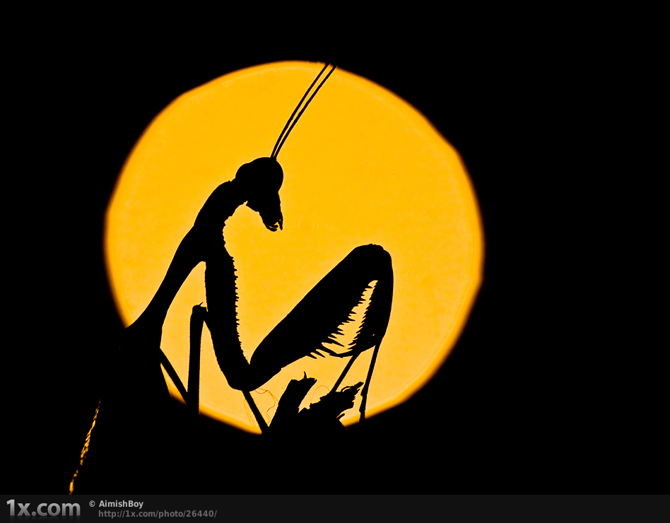 Mantis in moonlight - MyConfinedSpace