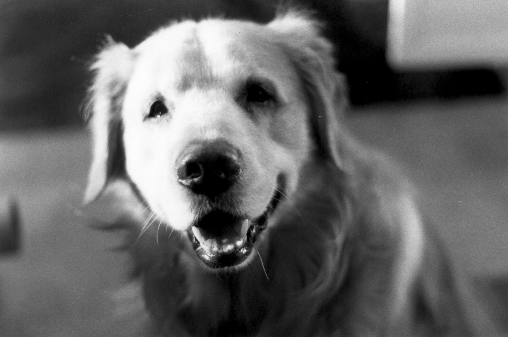 Rusty Dog - MyConfinedSpace