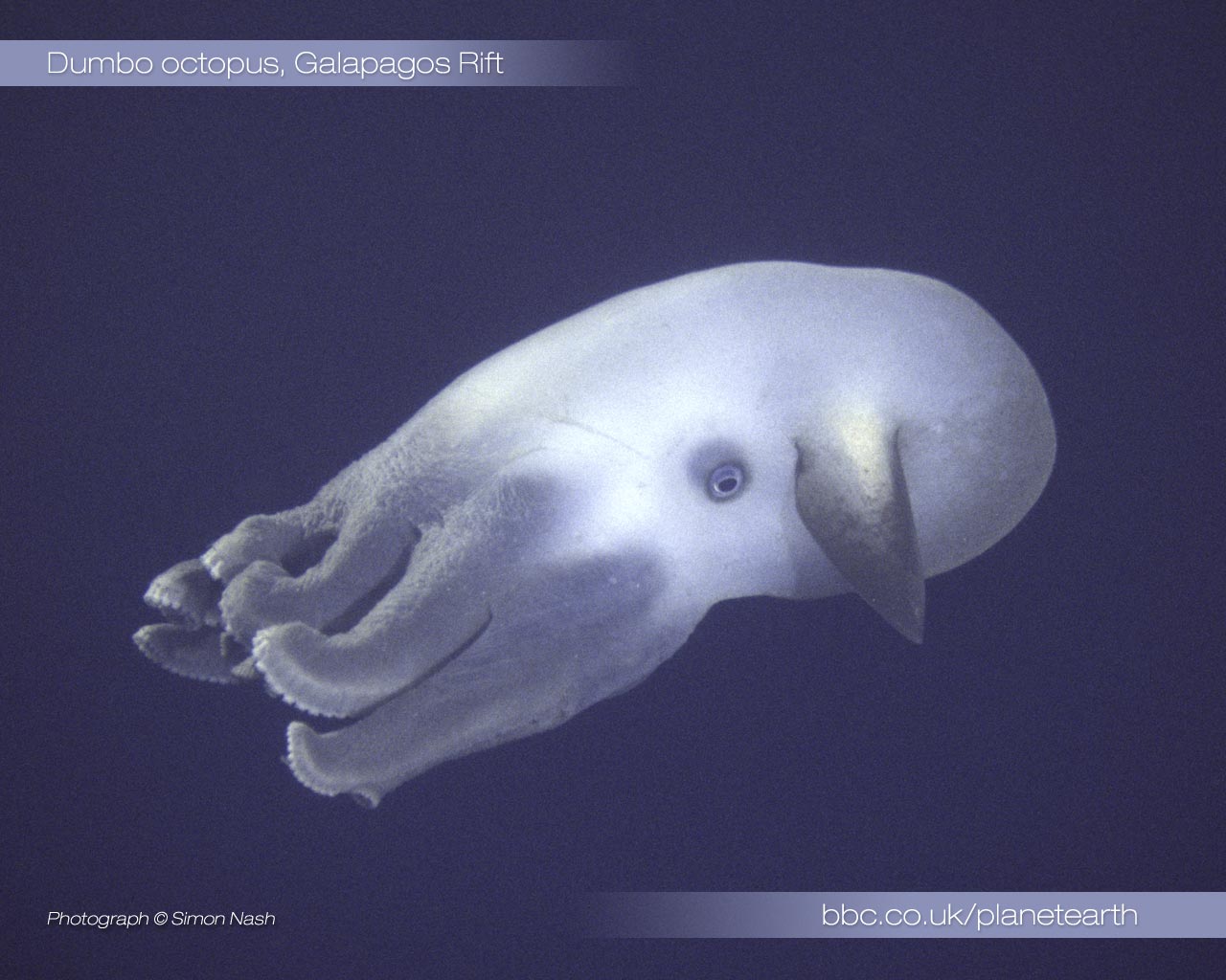 Dumbo Octopus - MyConfinedSpace