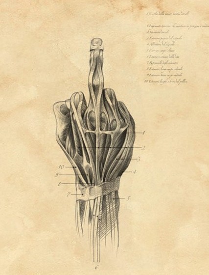 Finger anatomy - MyConfinedSpace