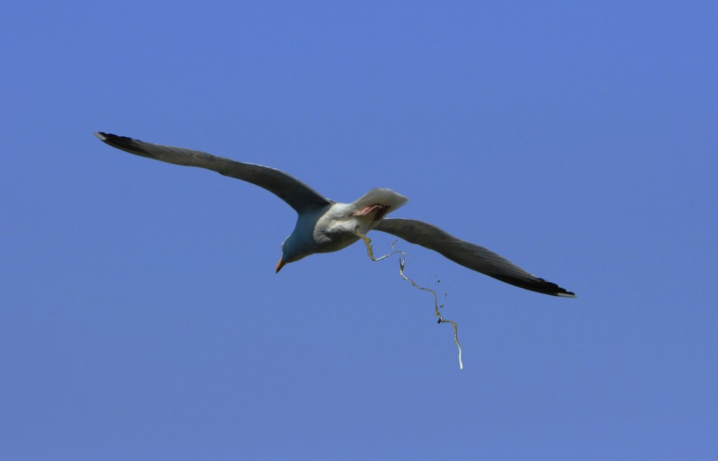Flying poop | MyConfinedSpace
