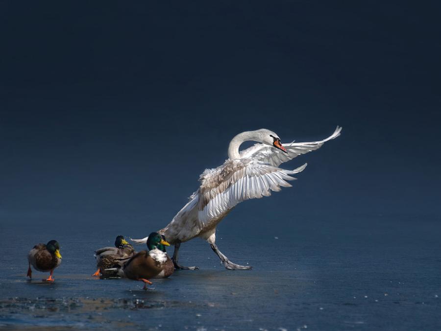 Duck Duck Goo…Swan - MyConfinedSpace