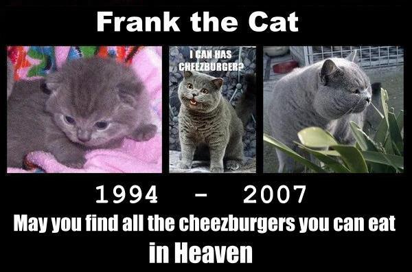 Famous LOLCat Dies - MyConfinedSpace