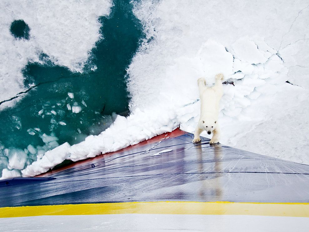 Polar bear encounters ship - MyConfinedSpace