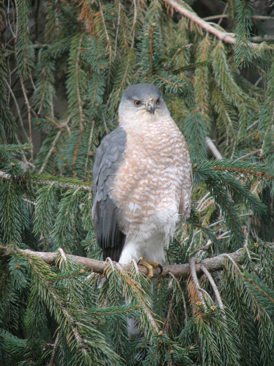 Sharp-shinned hawk - MyConfinedSpace