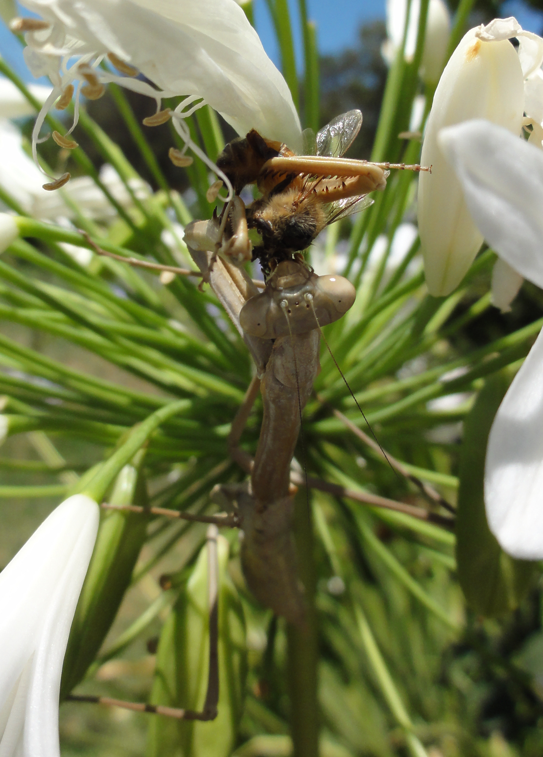 Praying Mantis vs Bee - MyConfinedSpace