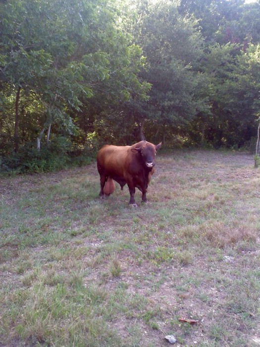 This bull got balls - MyConfinedSpace