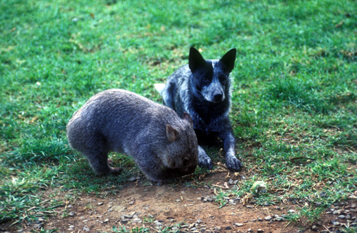 Blue ACD and wombat - MyConfinedSpace