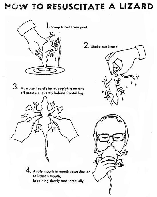 How to Resuscitate a Lizard - MyConfinedSpace