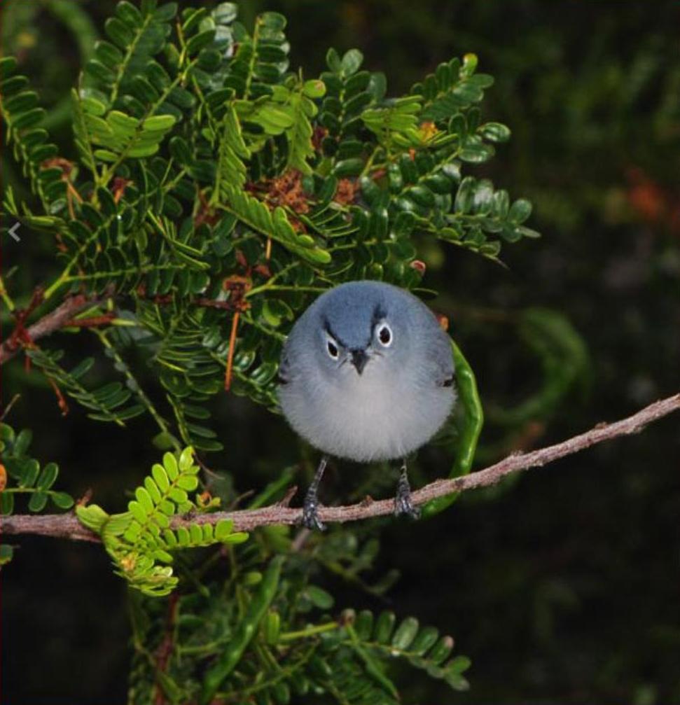 Real angry bird - MyConfinedSpace