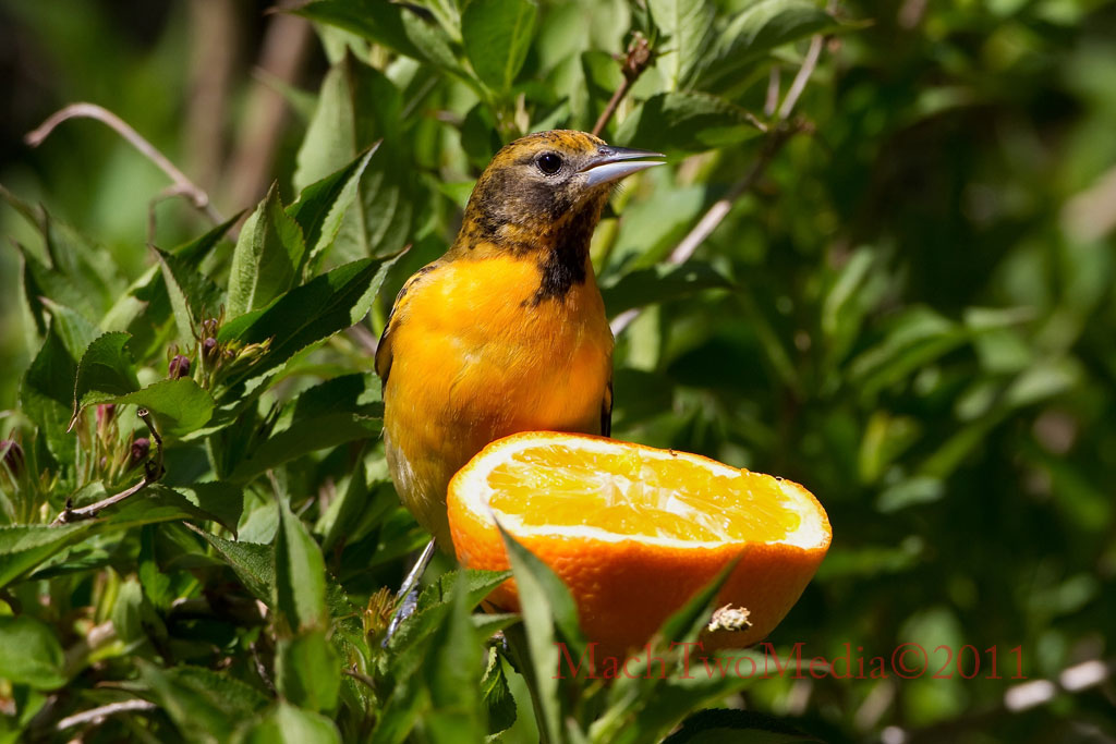 Orange bird - MyConfinedSpace