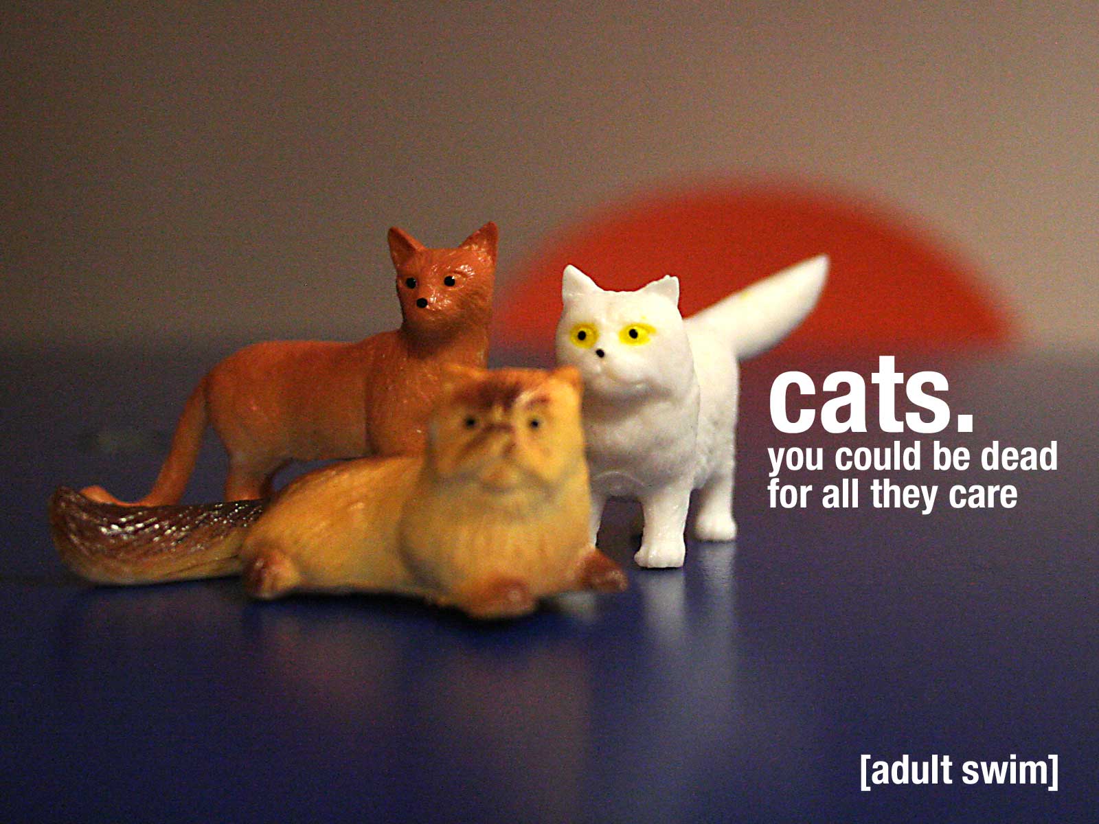 damm cats - MyConfinedSpace