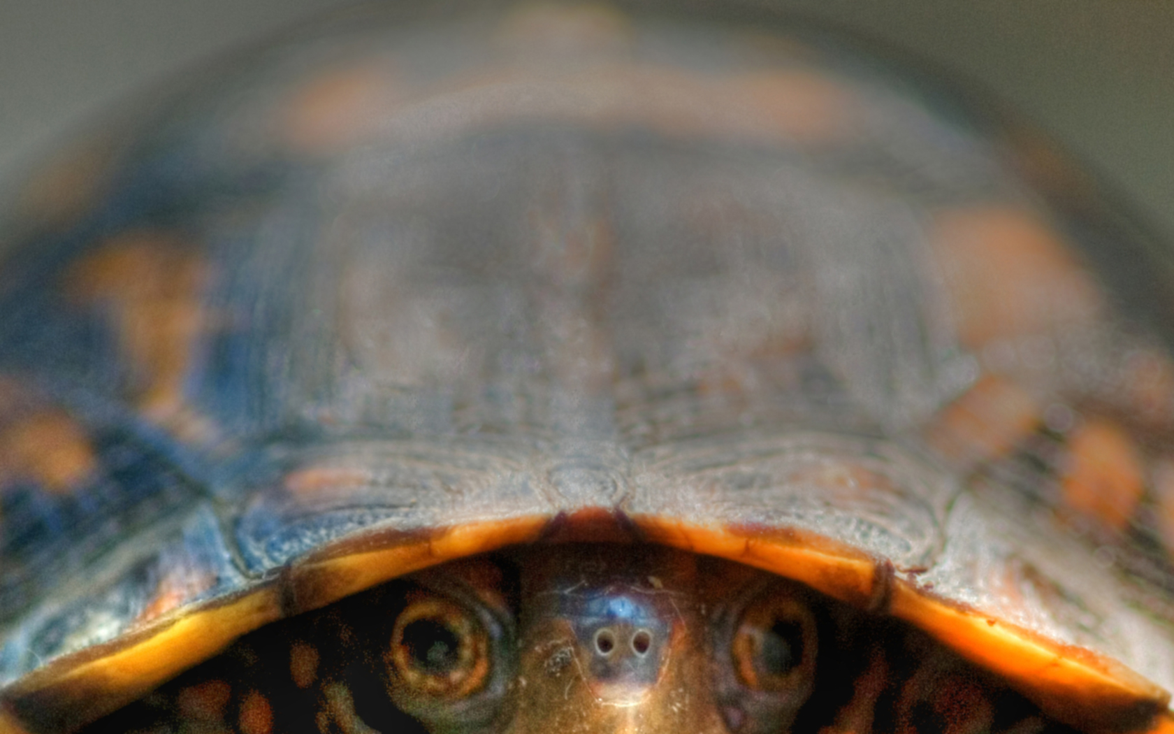 shy turtle - MyConfinedSpace