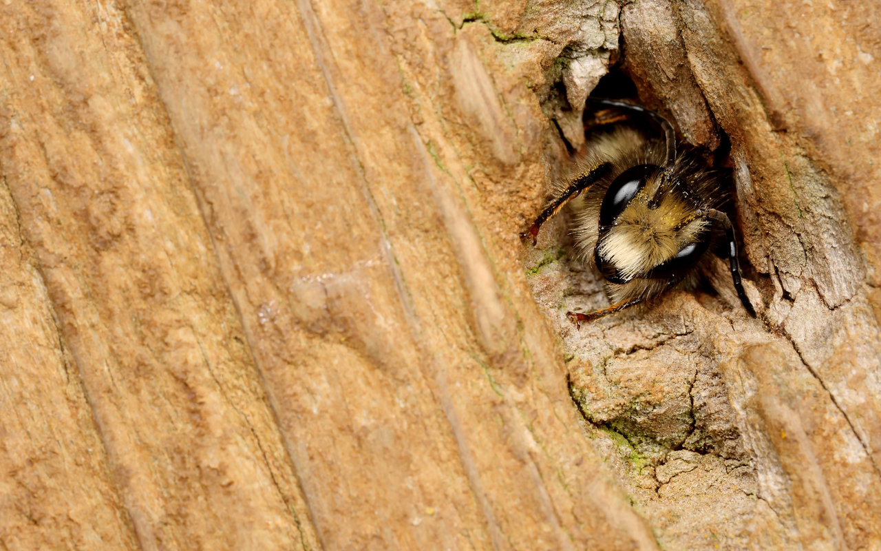 bee guard - MyConfinedSpace