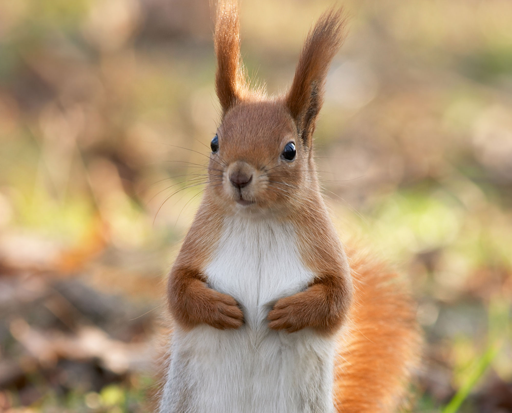 “special” rabit - MyConfinedSpace