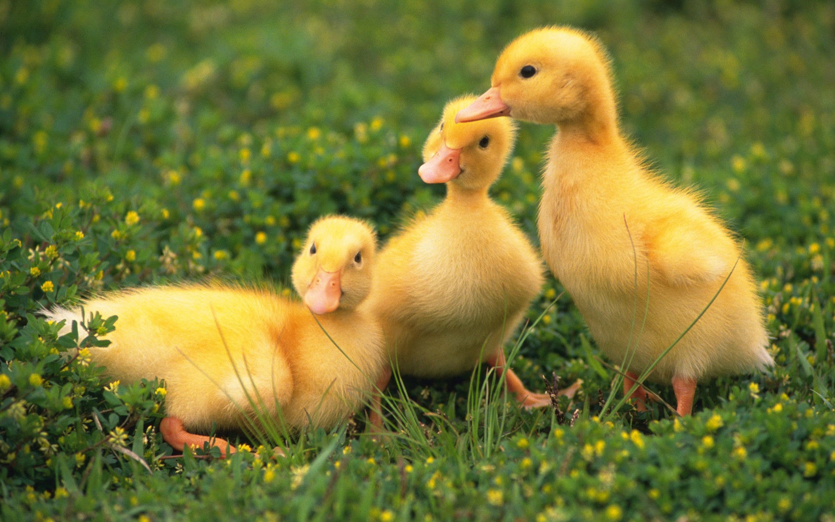 duckies - MyConfinedSpace