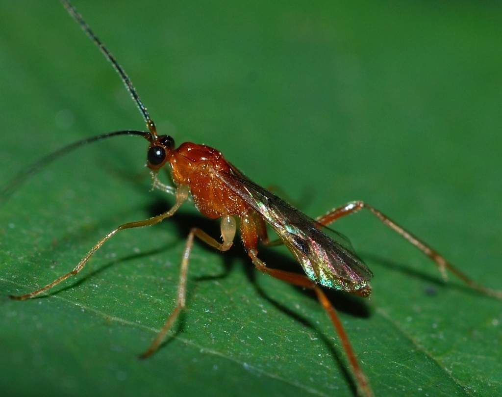 Braconid Wasps – Symbiosis in the garden… | MyConfinedSpace