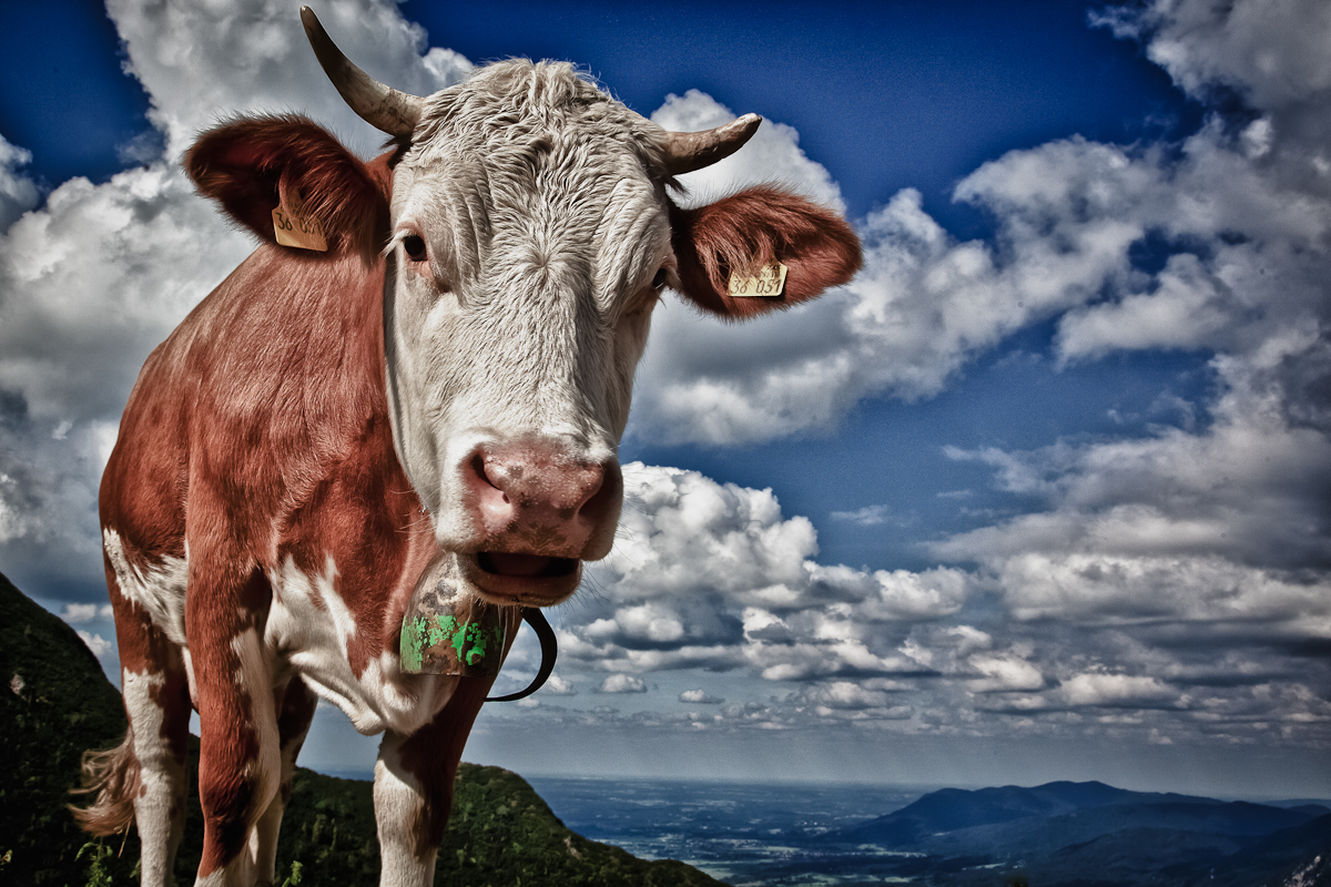 High Def Cow - MyConfinedSpace