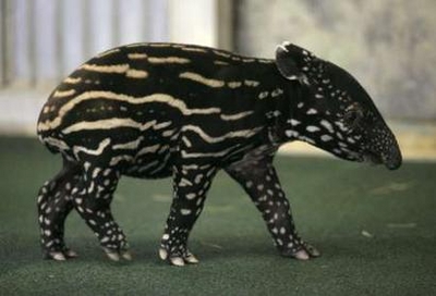 Tapir!!! - MyConfinedSpace
