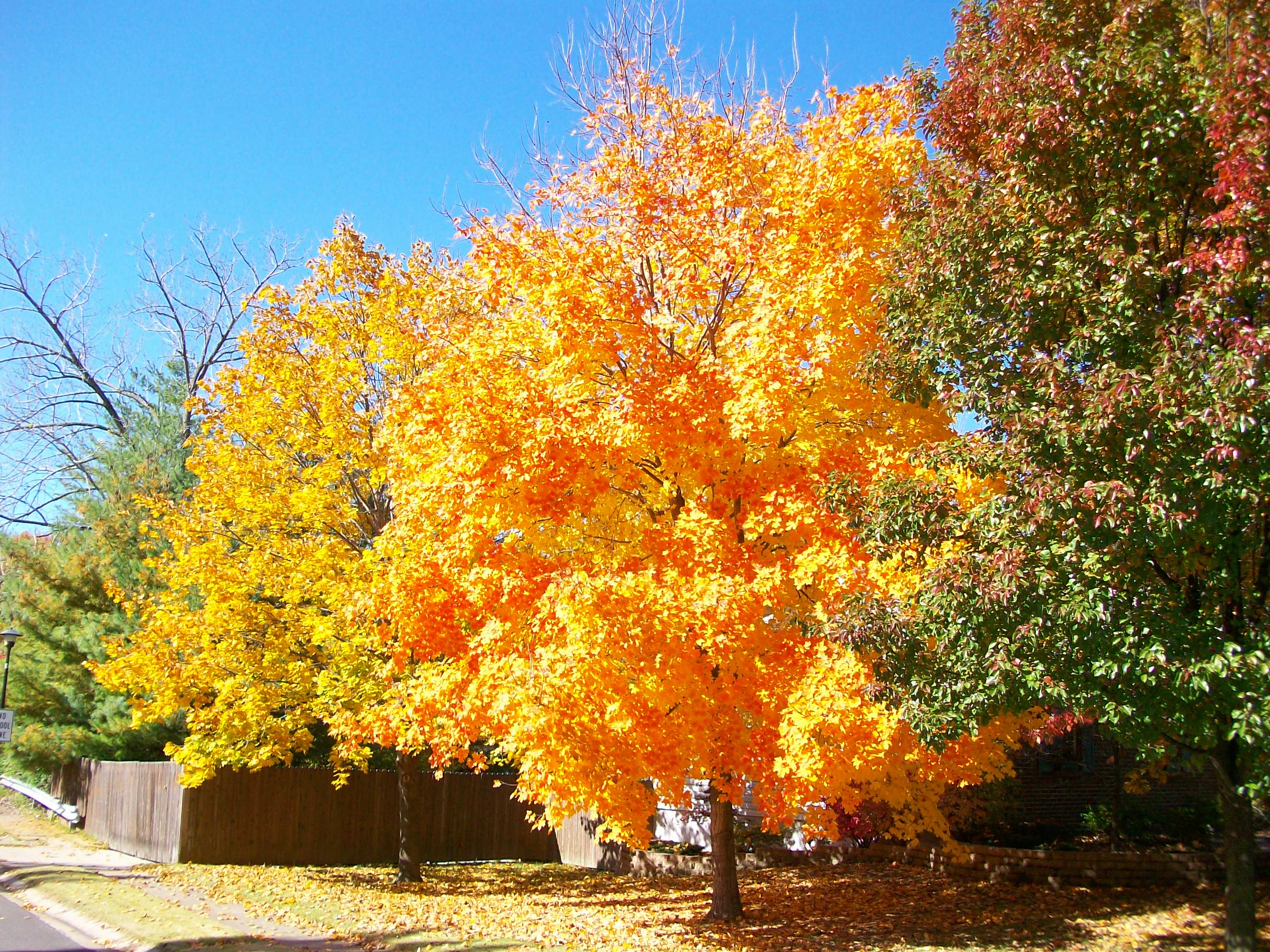yellow tree - MyConfinedSpace