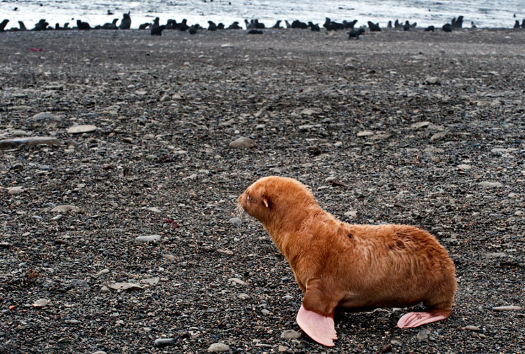 ‘Ginger’ seal rejected by mum - MyConfinedSpace