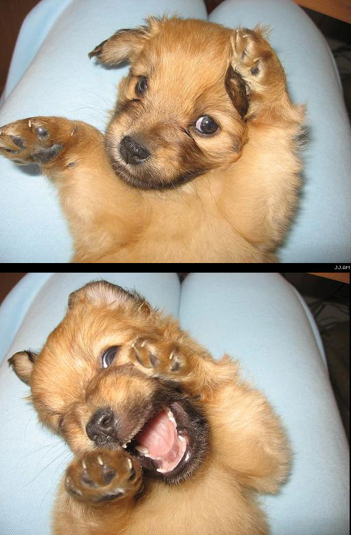 Shocked Puppy - MyConfinedSpace