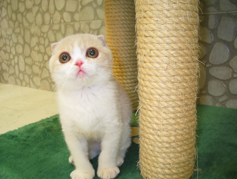 Earless Cat - MyConfinedSpace