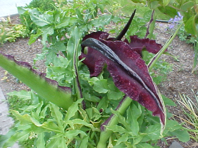 very smelly plant - MyConfinedSpace