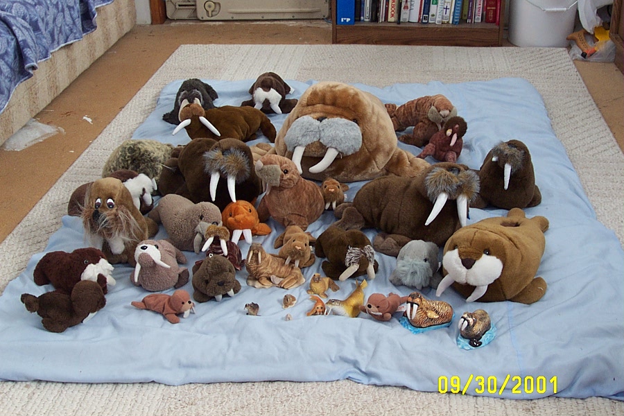My Toy Walrus Collection - MyConfinedSpace