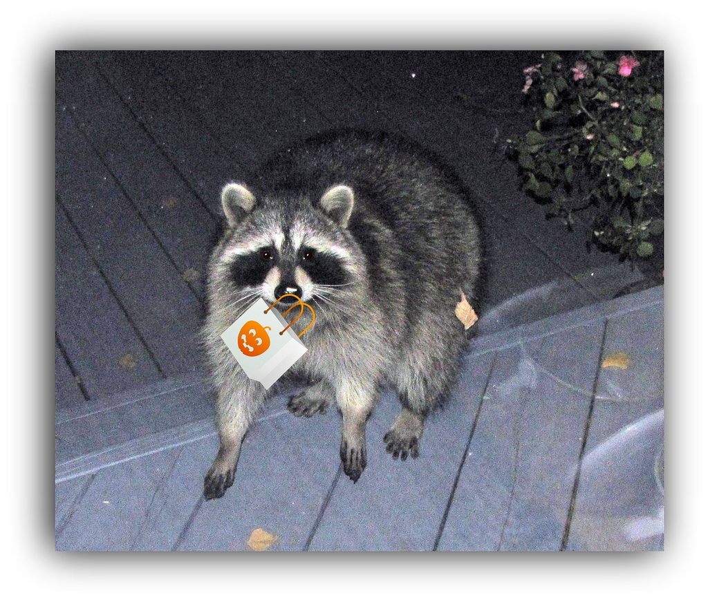 Happy Hallocoon! - MyConfinedSpace