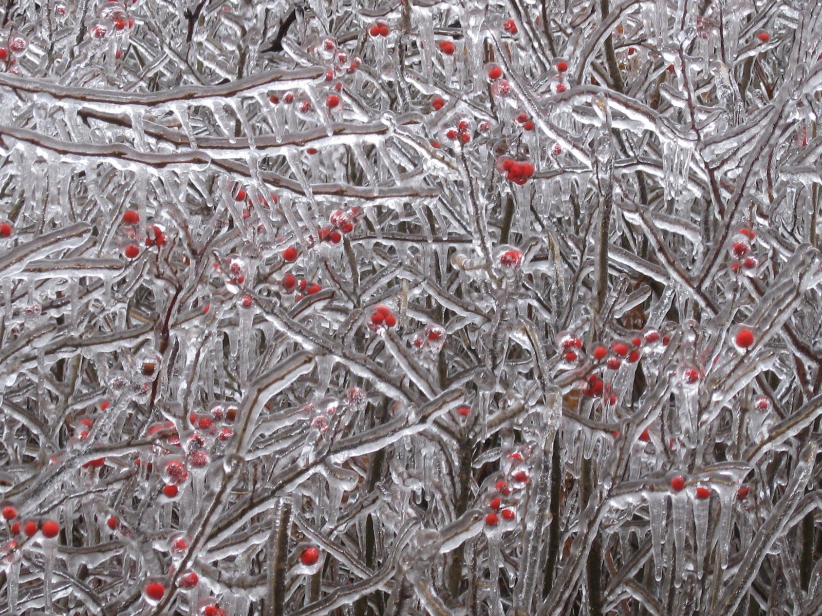 Frozen tree wallpaper - MyConfinedSpace