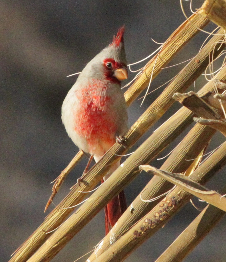 cardnal - MyConfinedSpace