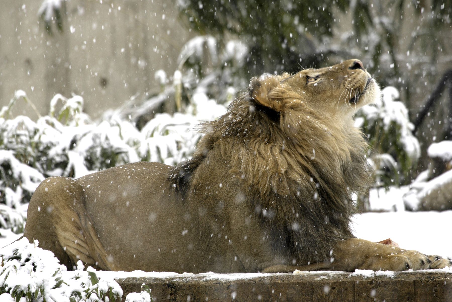 Snow Lion wallpaper - MyConfinedSpace