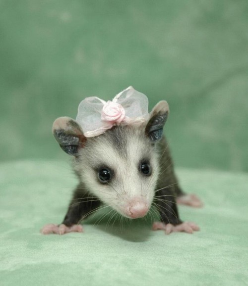 Cute Baby Possum - MyConfinedSpace