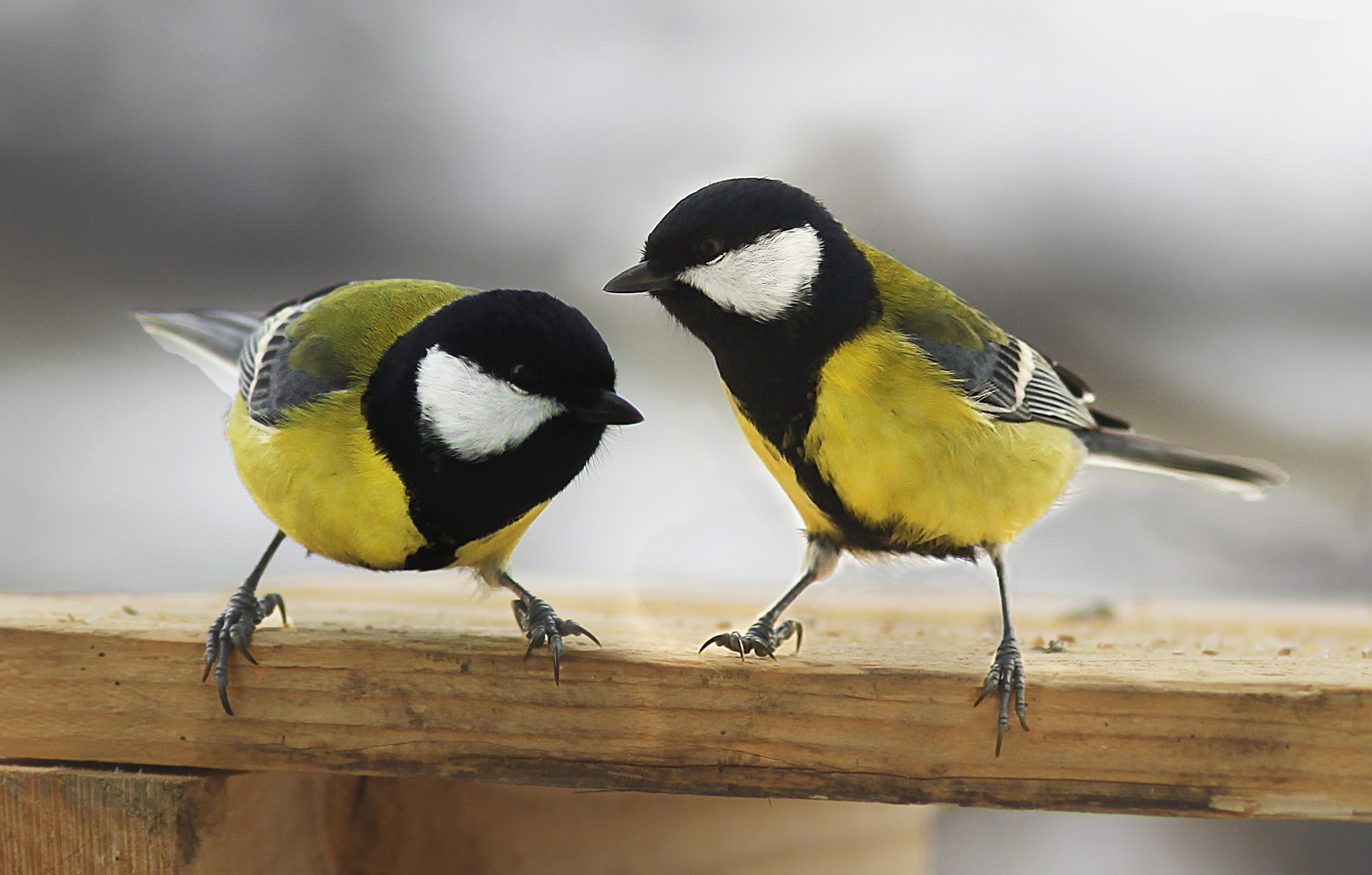 A Pair Of Great Tits Myconfinedspace 4520