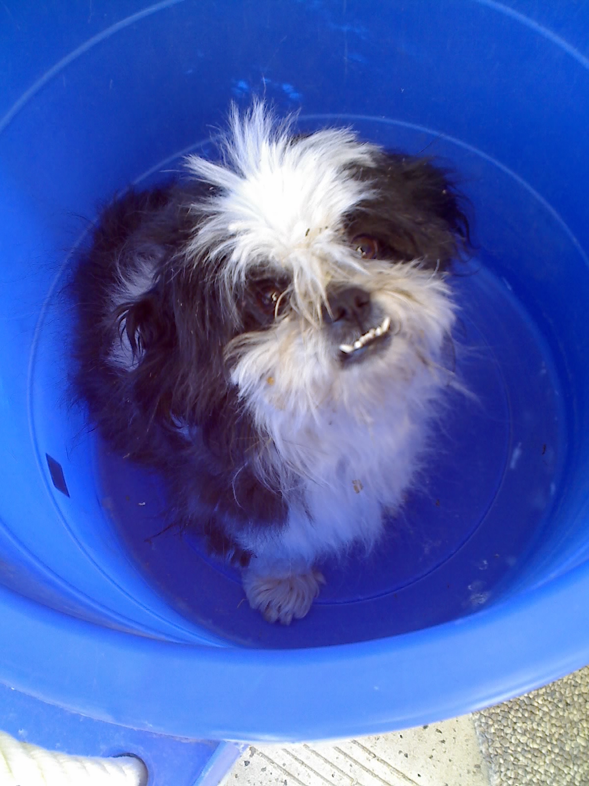 Bucket Dog Likes The Bucket - MyConfinedSpace