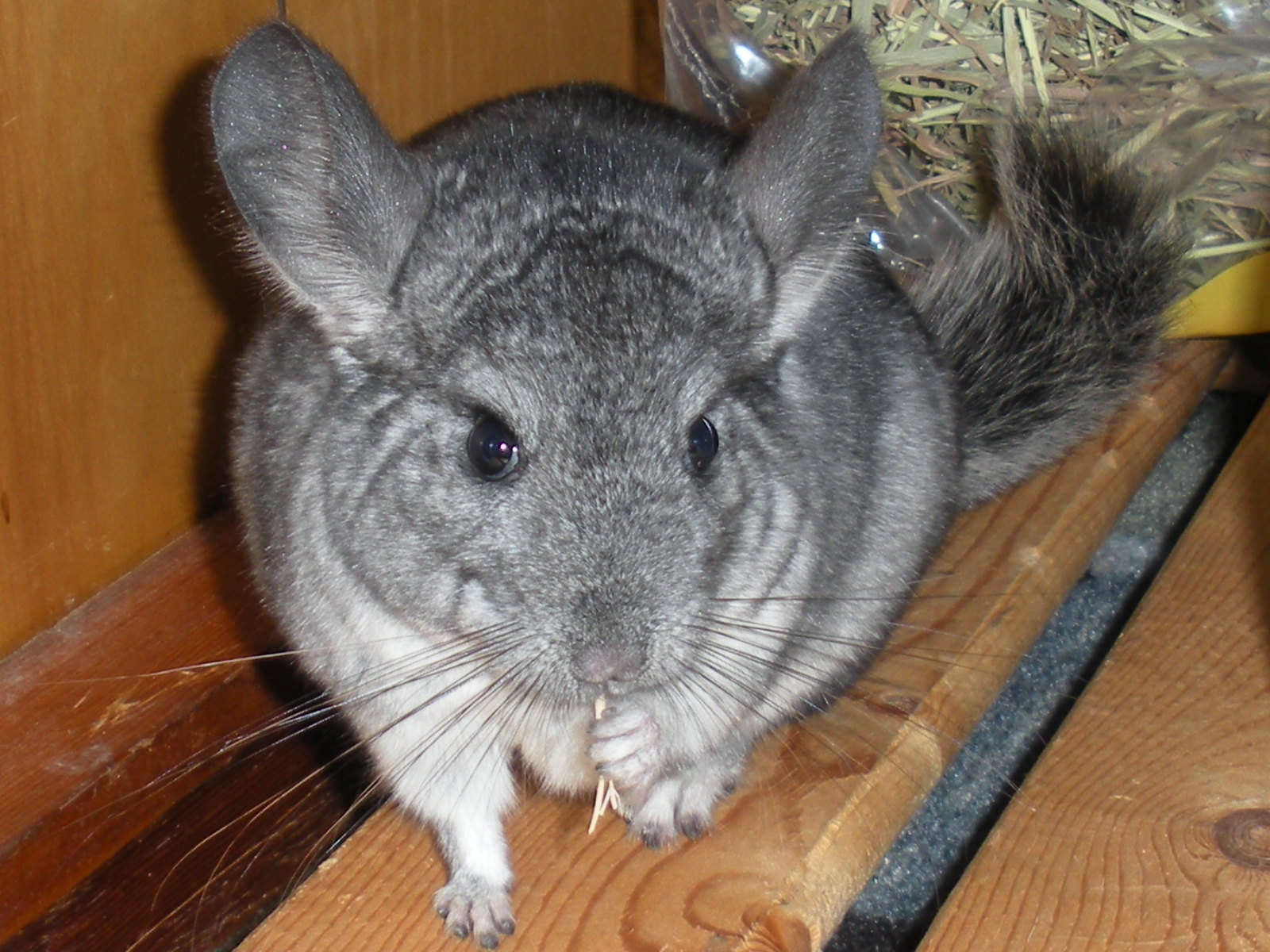 Chinchilla - MyConfinedSpace