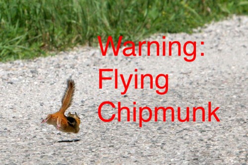 Flying Chipmunk - MyConfinedSpace