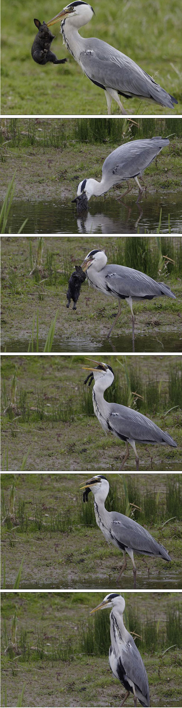A Heron Captures & Eats A Bunny - MyConfinedSpace