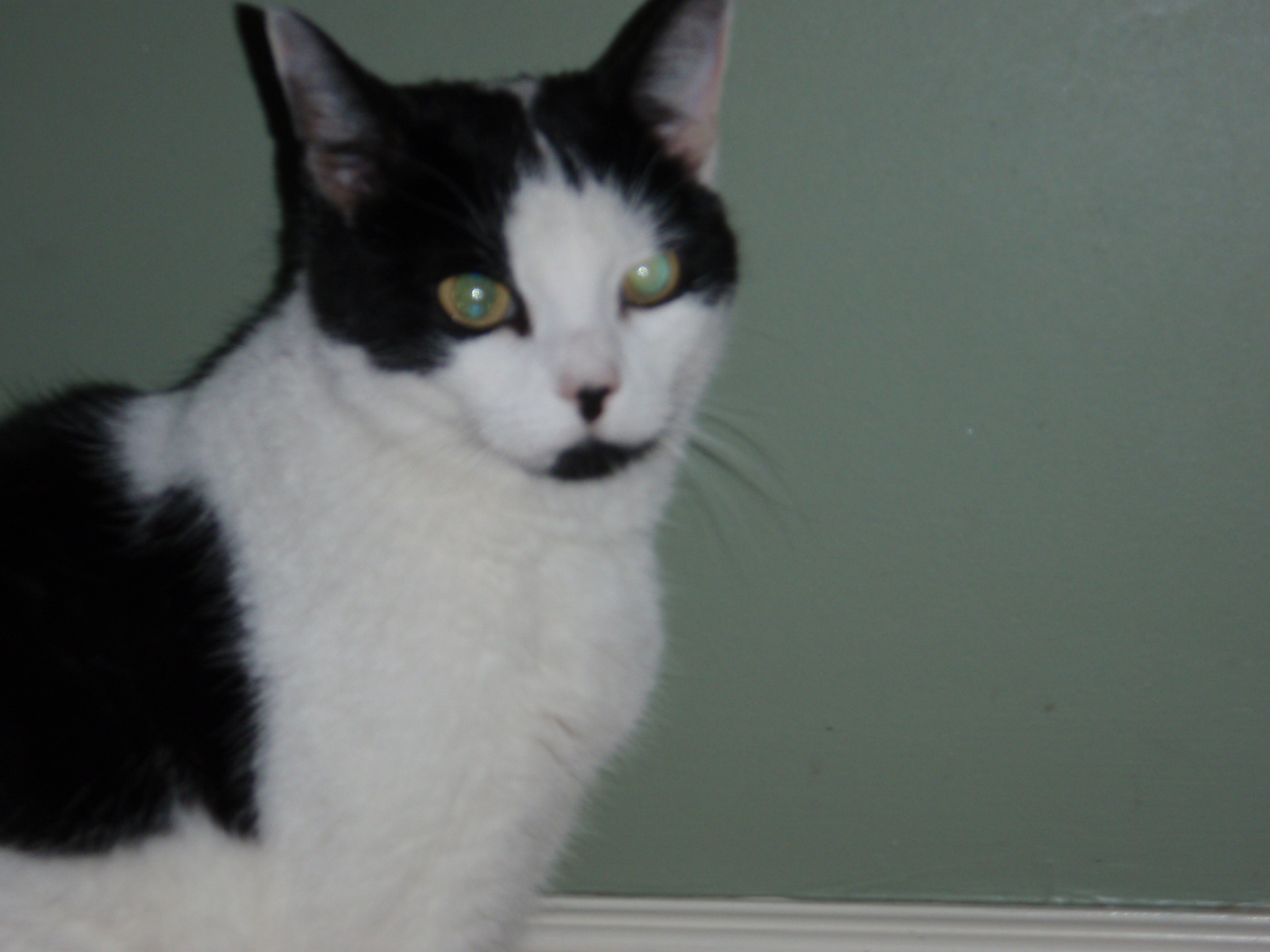 My pet cow/cat - Apollo - MyConfinedSpace